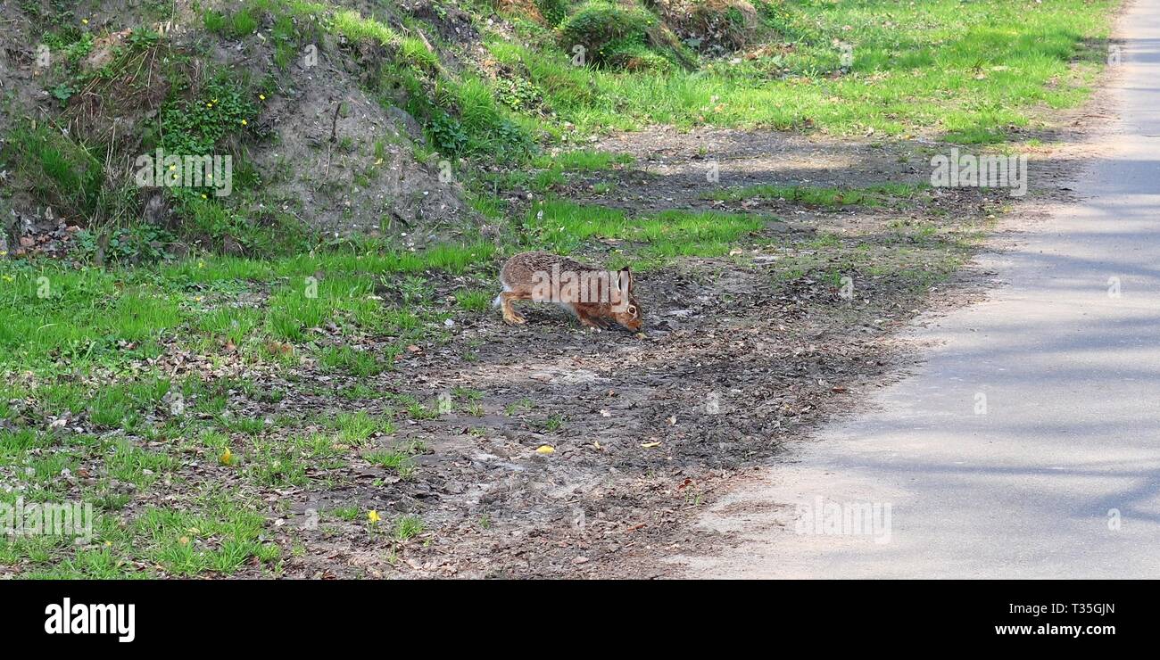Wild rabbit crossing road hi-res stock photography and images - Alamy