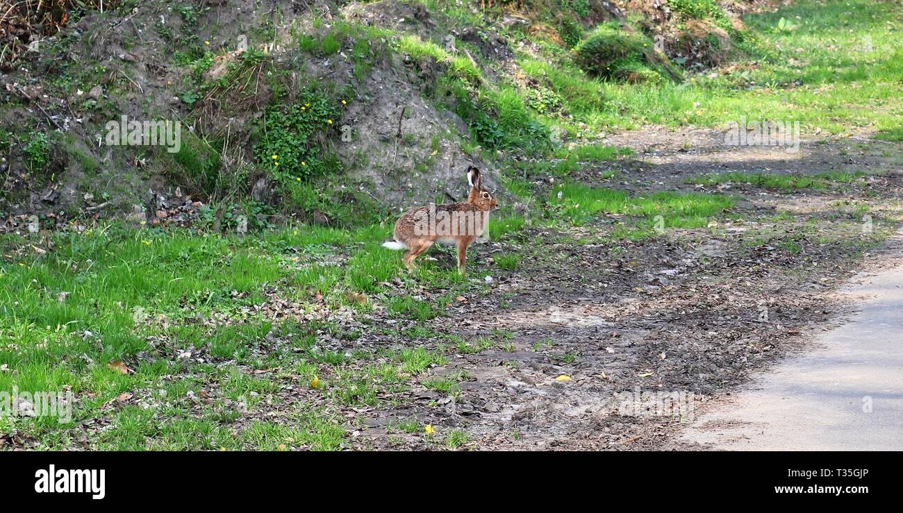 Wild rabbit crossing road hi-res stock photography and images - Alamy