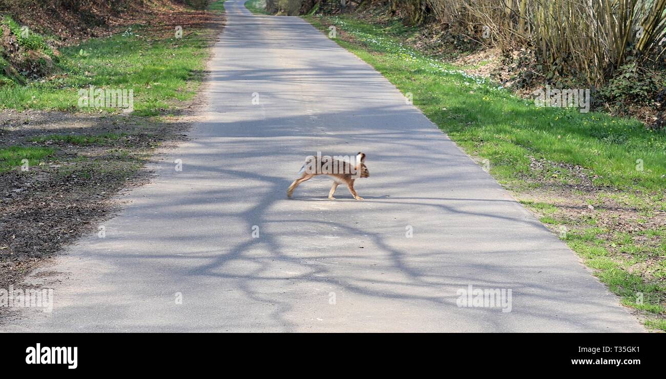 Wildlife rabbit crossing a country road at easter Stock Photo - Alamy