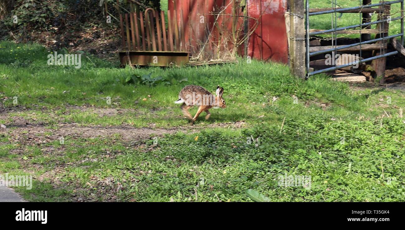Rabbit crossing hi-res stock photography and images - Alamy