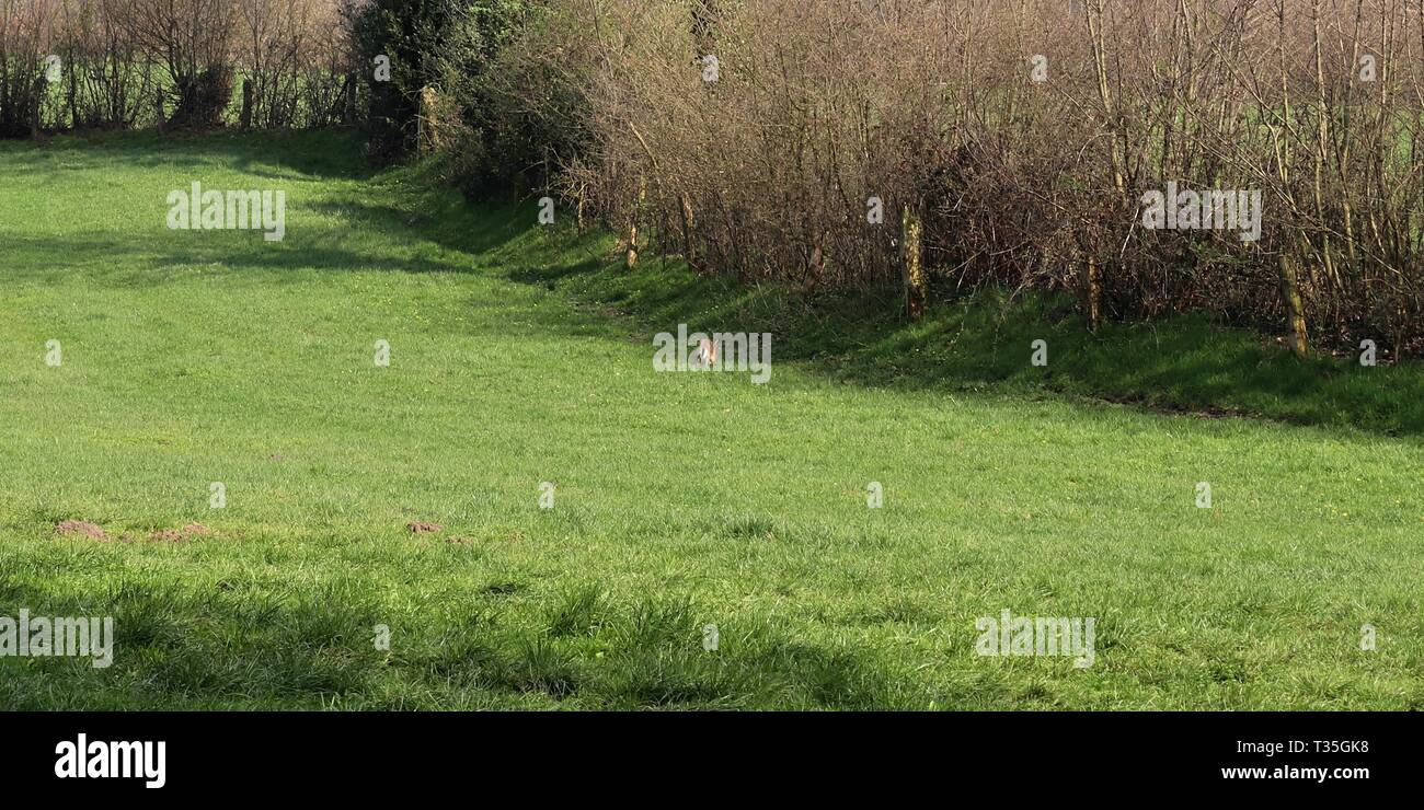 Wildlife rabbit crossing a country road at easter Stock Photo - Alamy