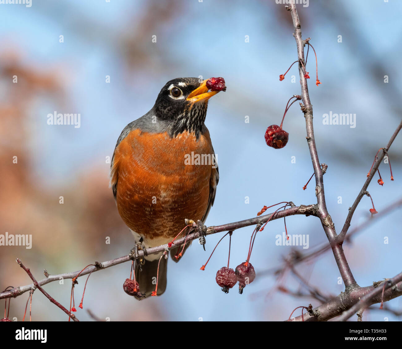 American robin (Turdus migratorius) male eating crabapples, Iowa, USA ...