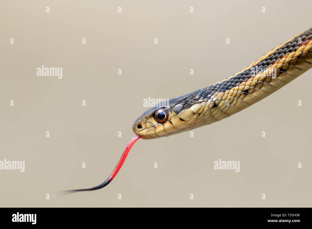 Common garter snake (Thamnophis sirtalis) with tongue out, Iowa, USA Stock Photo - Alamy