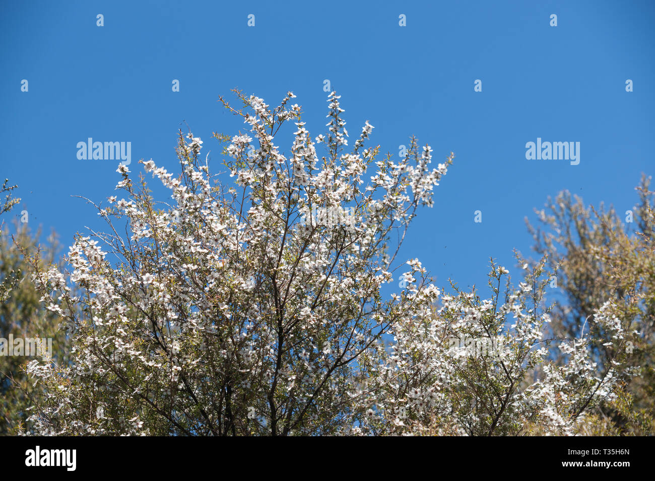 Manuka honey tree hi-res stock photography and images - Alamy