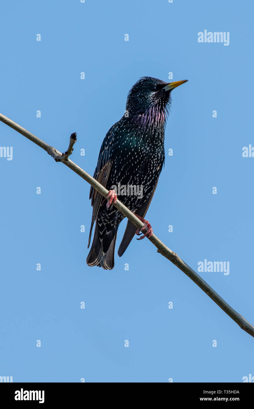 Common starling (Sturnus vulgaris Stock Photo - Alamy