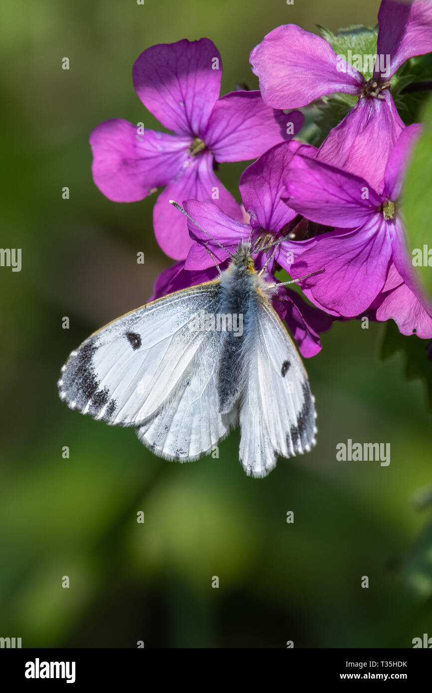 Upperwing hi-res stock photography and images - Alamy