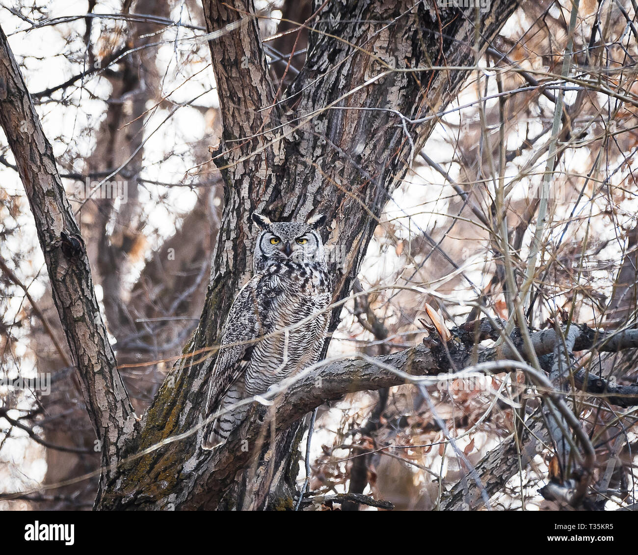 Great Horned Owl in a tree Stock Photo - Alamy