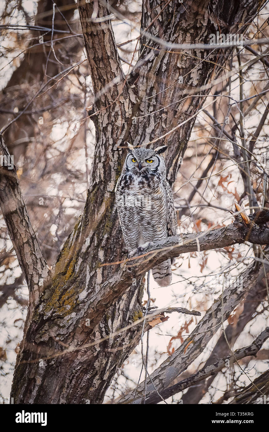 Great Horned Owl in a tree Stock Photo - Alamy