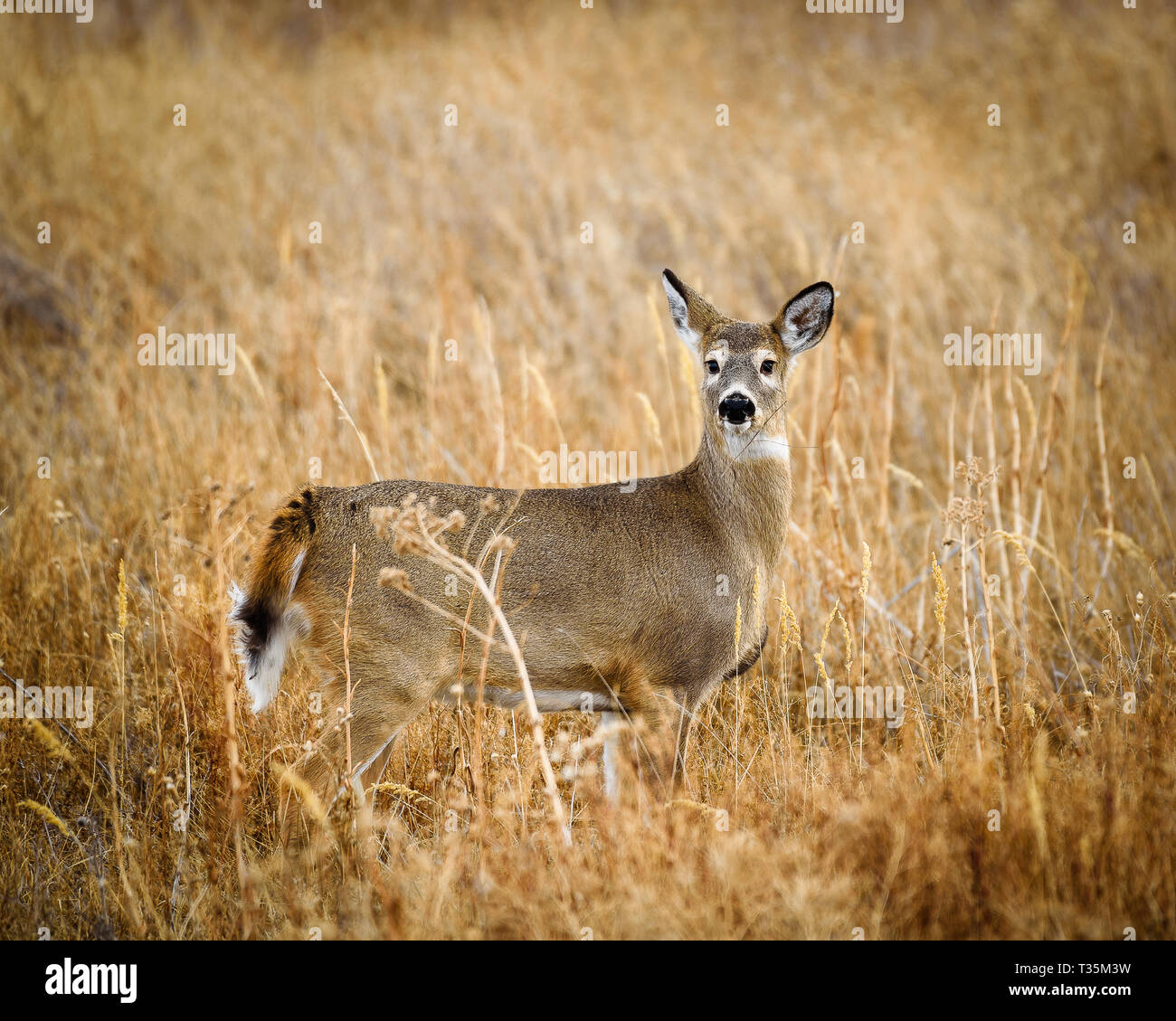 Deer in a field of golden weeds Stock Photo - Alamy