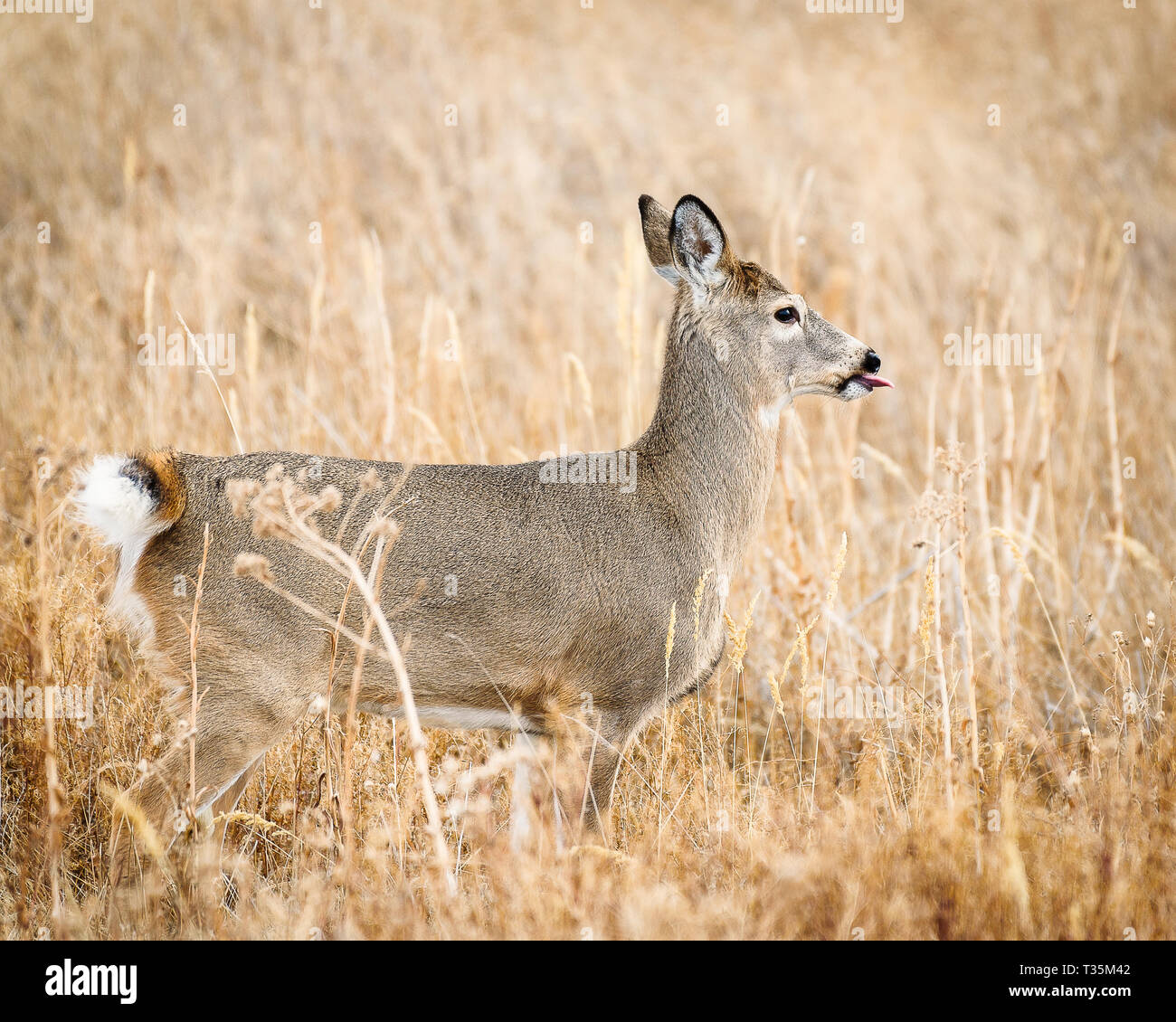 deer with tongue sticking out Stock Photo - Alamy