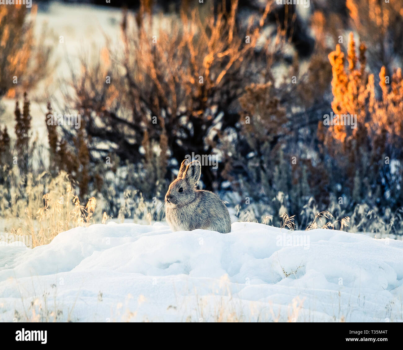 Snowfall and bunny hi-res stock photography and images - Alamy