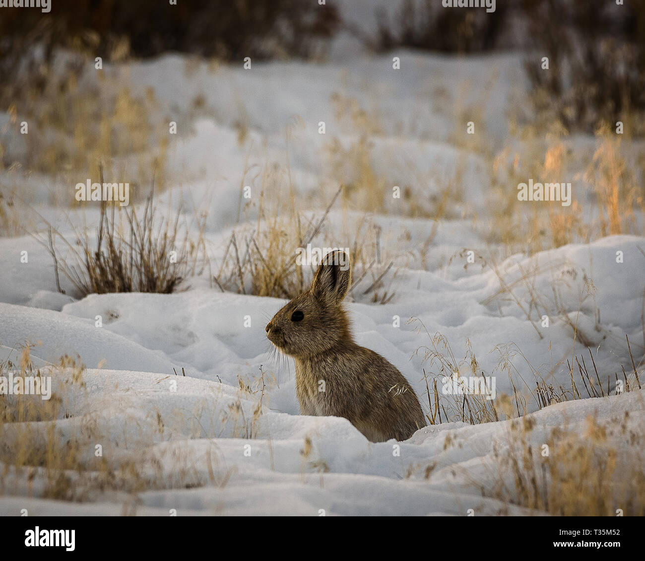 Snowfall and bunny hi-res stock photography and images - Alamy