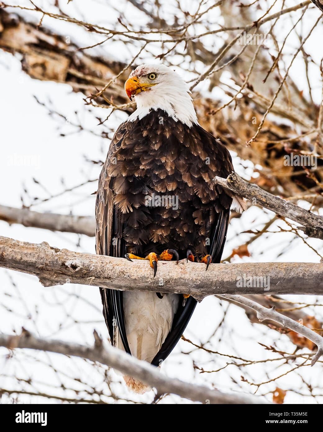 Bald eagle on tree limb hi-res stock photography and images - Alamy