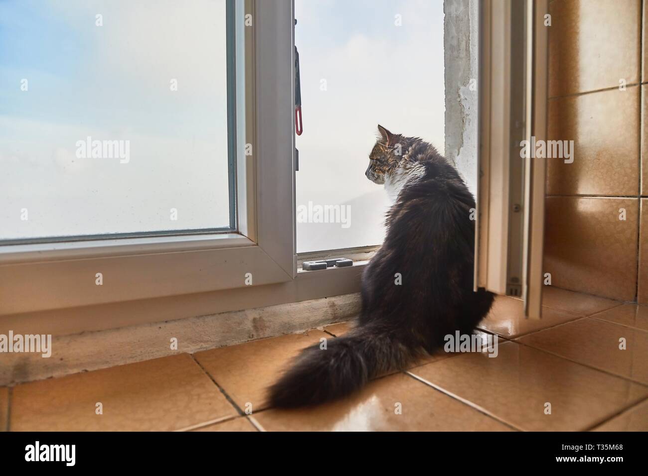 Cat staring outside Stock Photo - Alamy