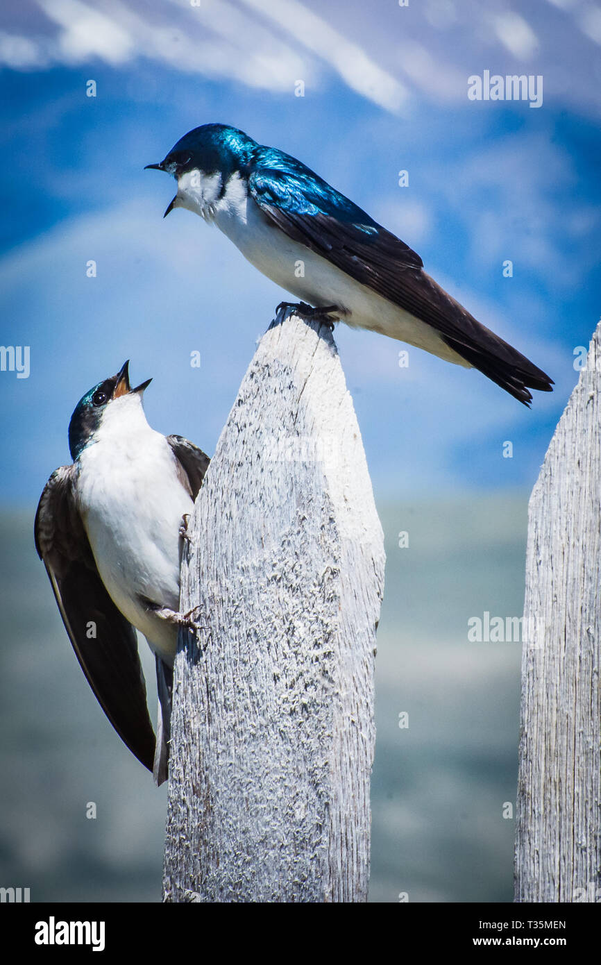Birds arguing on fence post Stock Photo - Alamy