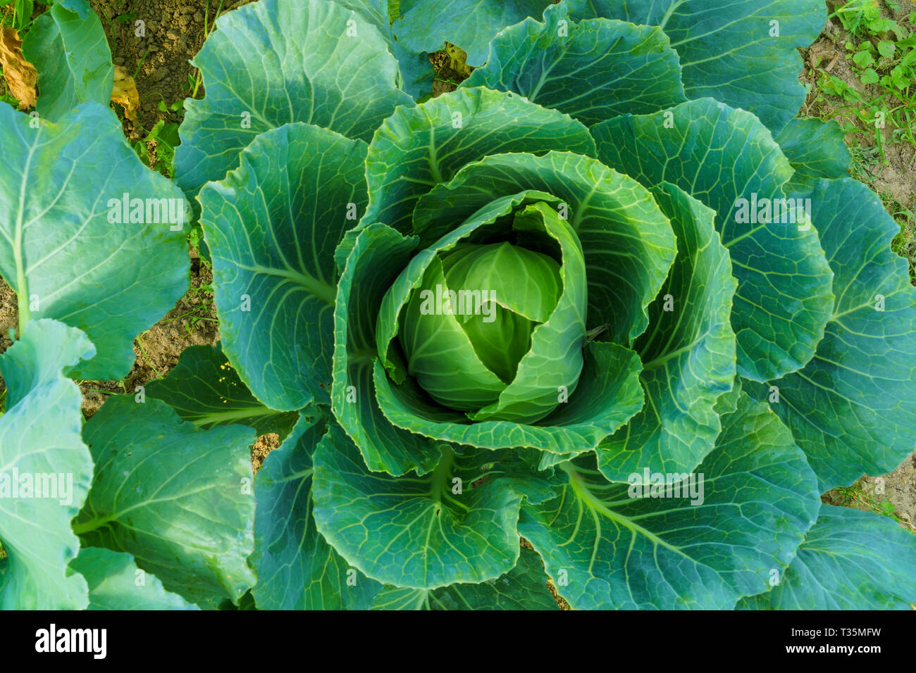 Cabbage grow in home vegetable garden Stock Photo - Alamy