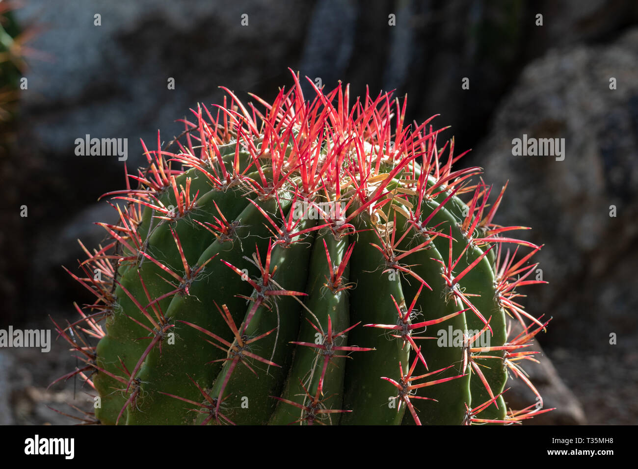 Red cactus plant hi-res stock photography and images - Alamy