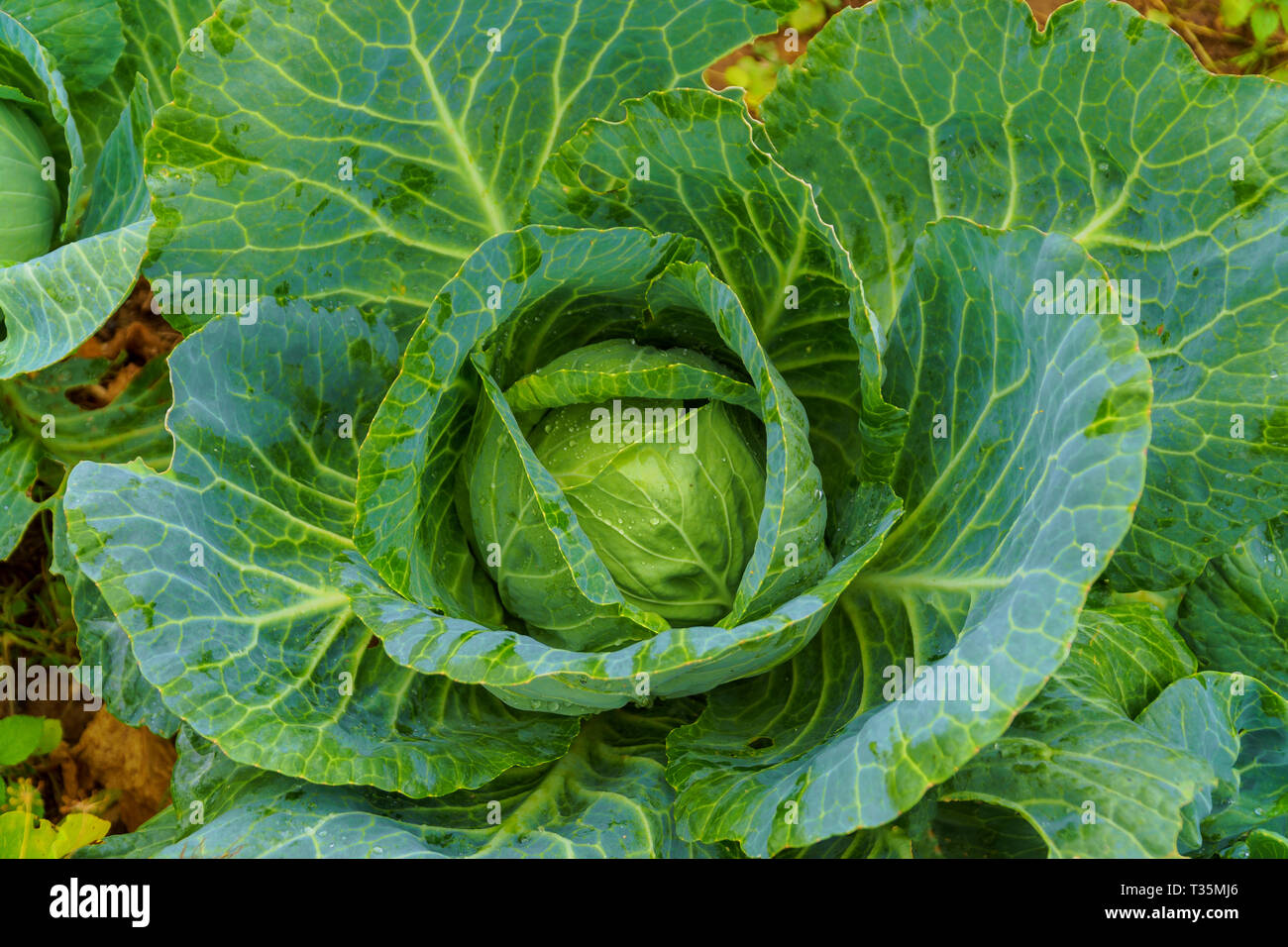 Fresh cabbage in the farm Stock Photo - Alamy