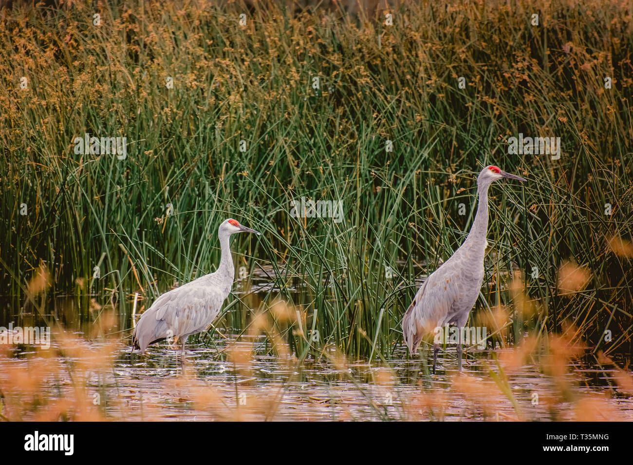 Cranes natural elegance hi-res stock photography and images - Alamy