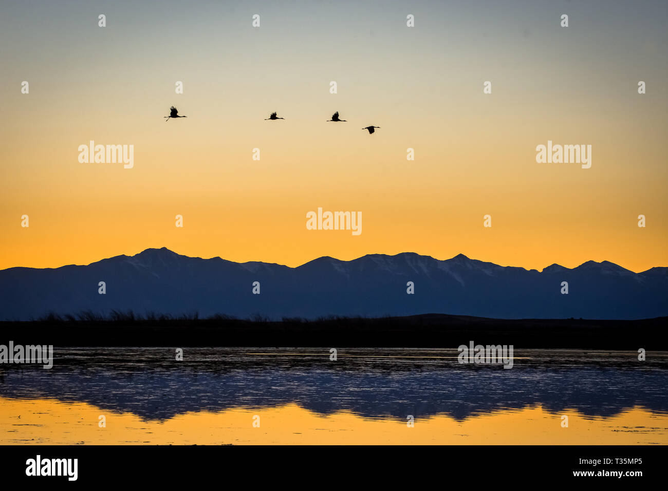 Cranes flying over horizon mountain sunset Stock Photo - Alamy