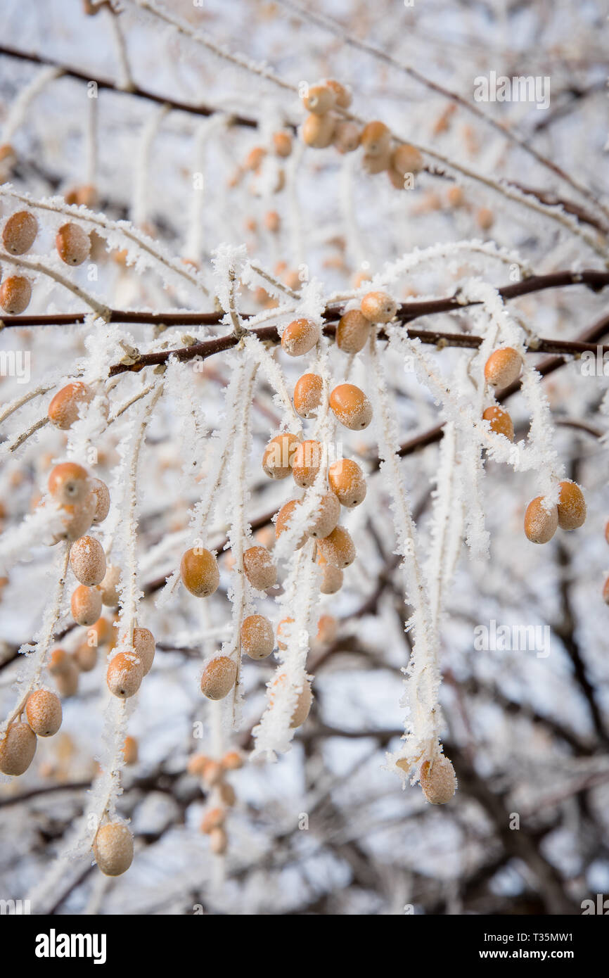 Berries on a frosted branch in winter Stock Photo - Alamy