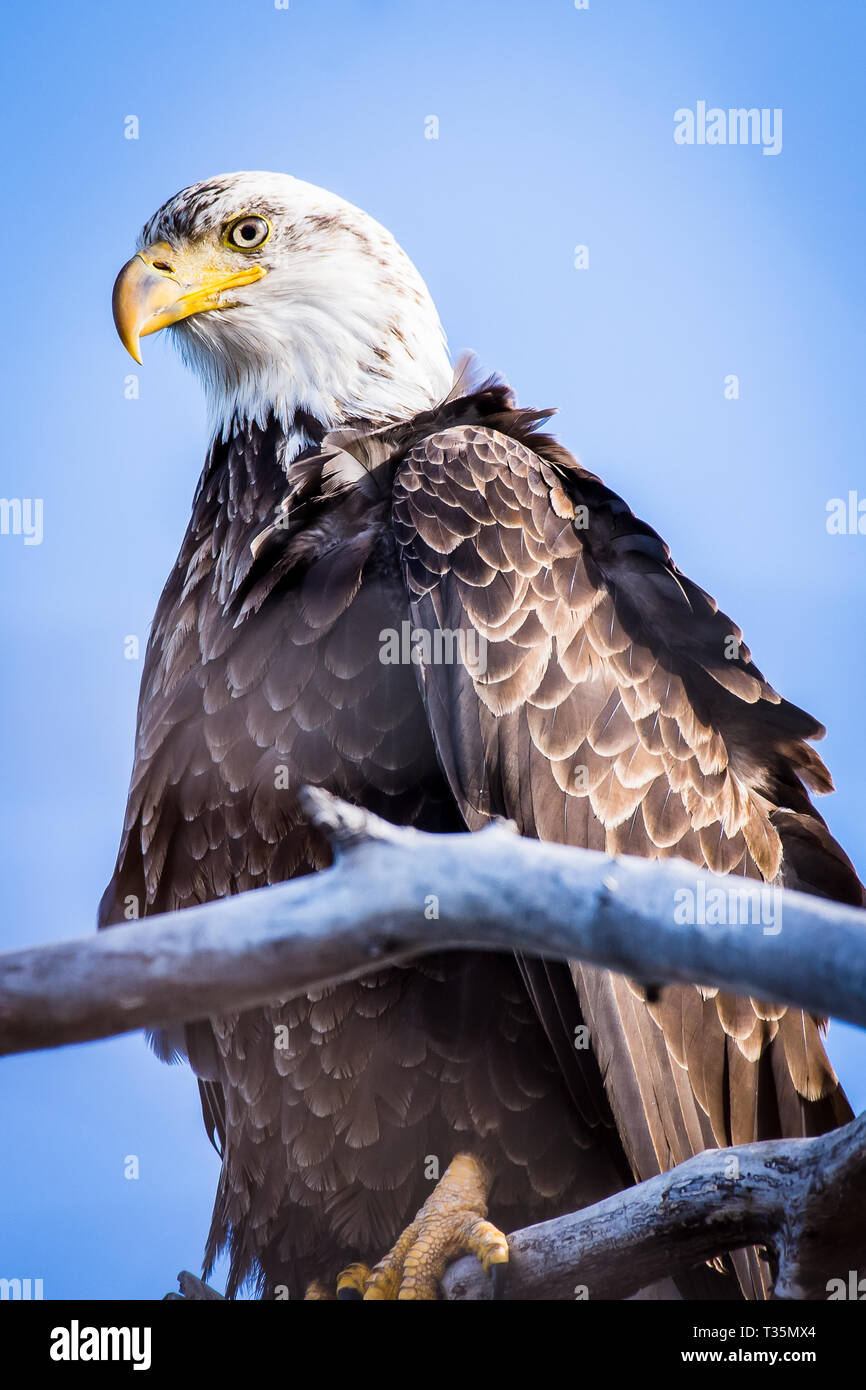 Close up Bald Eagle Stock Photo - Alamy