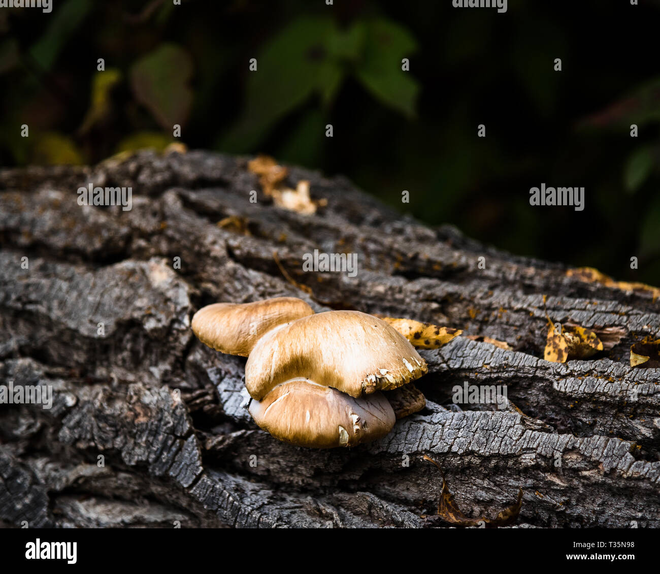 Fungus growing on an old fallen log hi-res stock photography and images ...