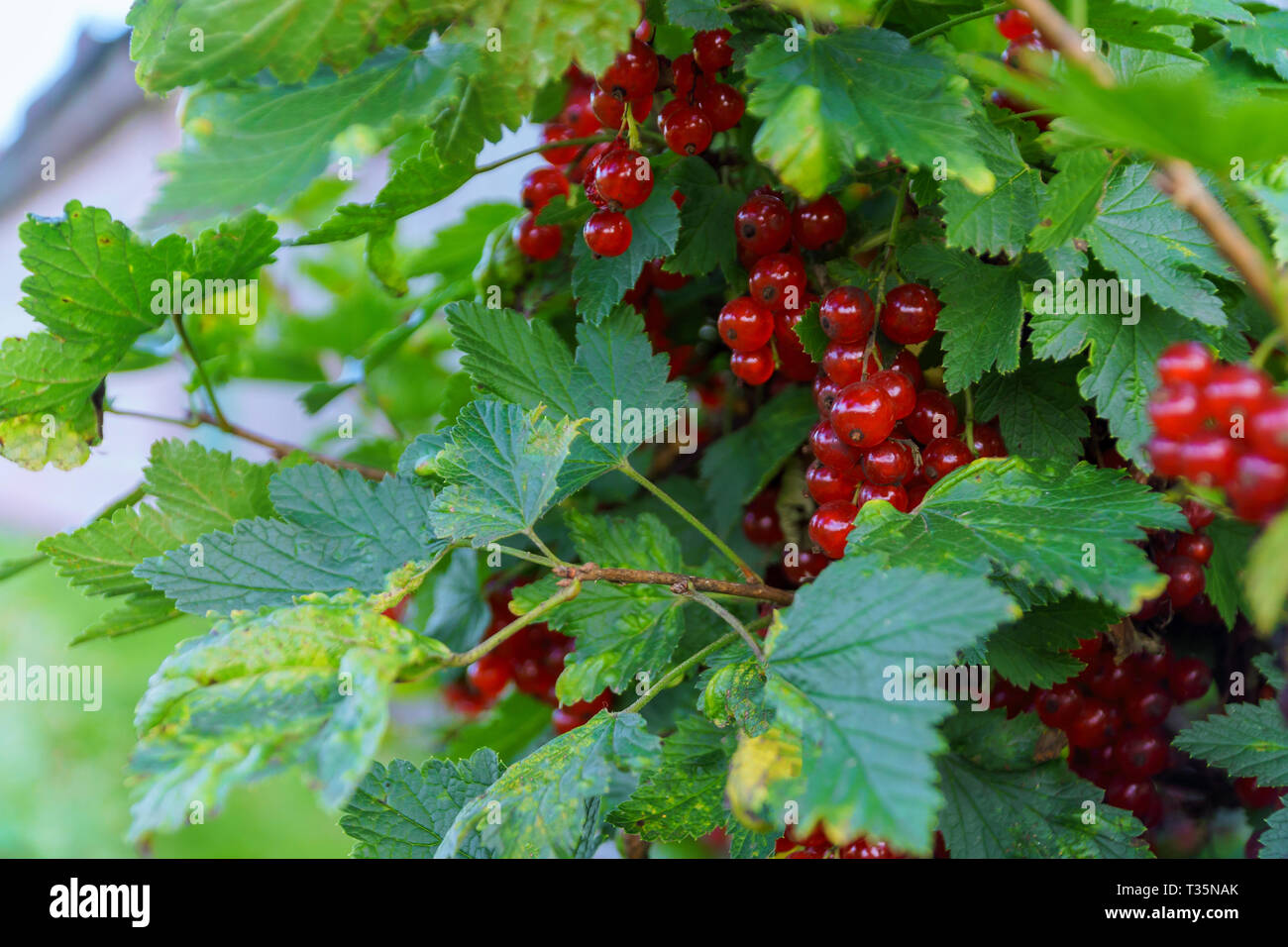 Currant harvesting hi-res stock photography and images - Alamy