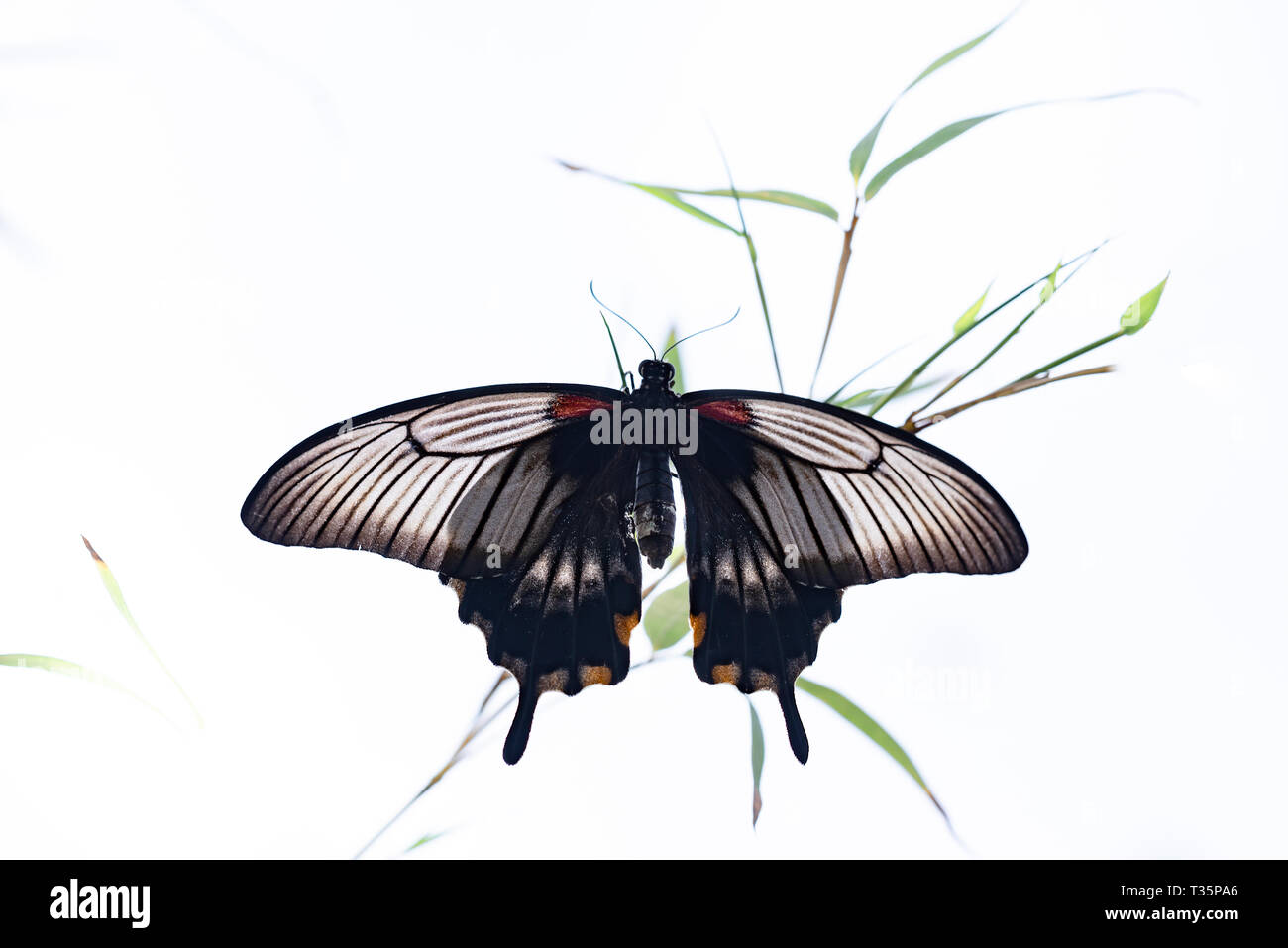 Close up natural pattern Cut Out Stock Images & Pictures - Alamy