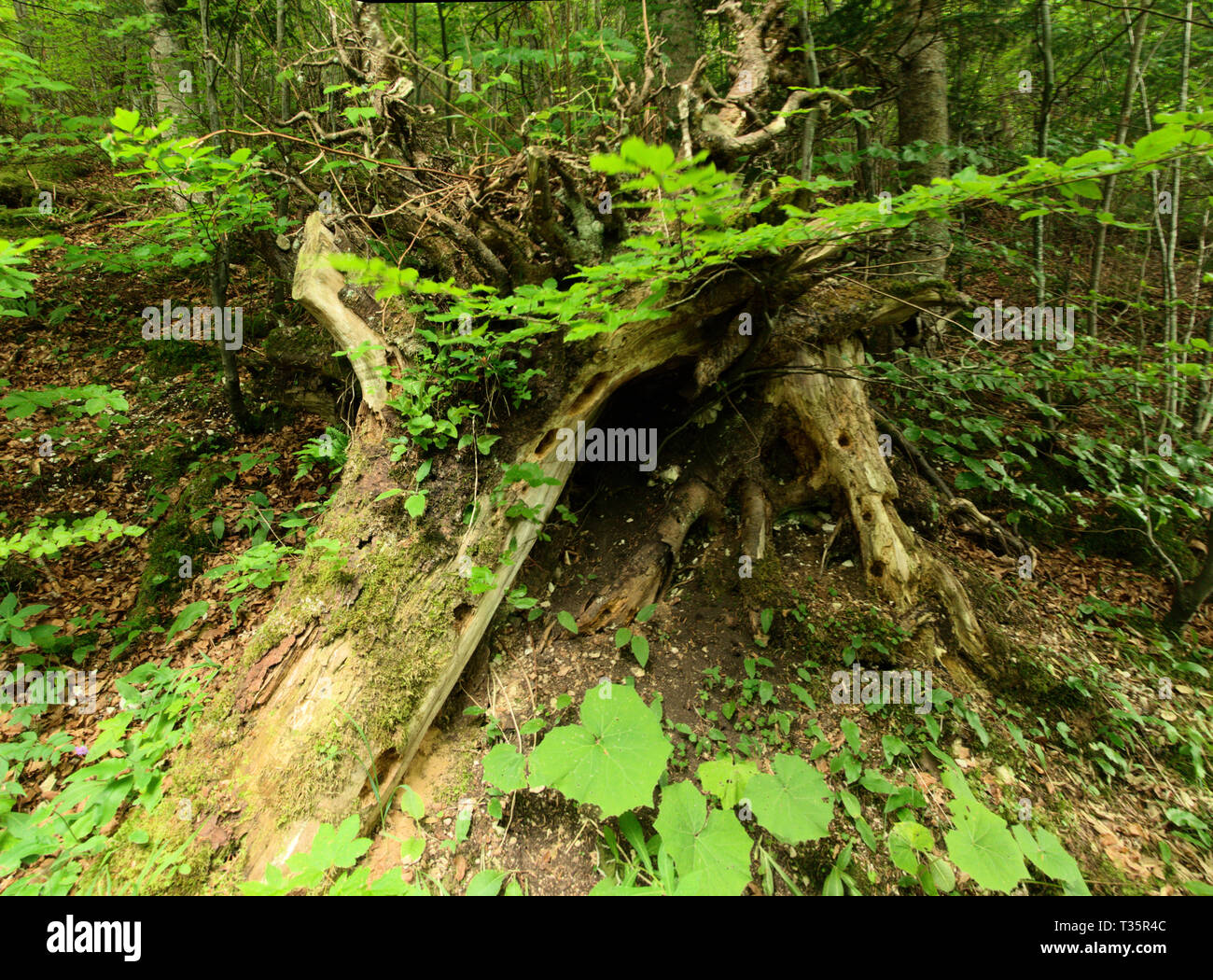 Dead wood in the forests of Neuchastel, French Switzerland Stock Photo ...
