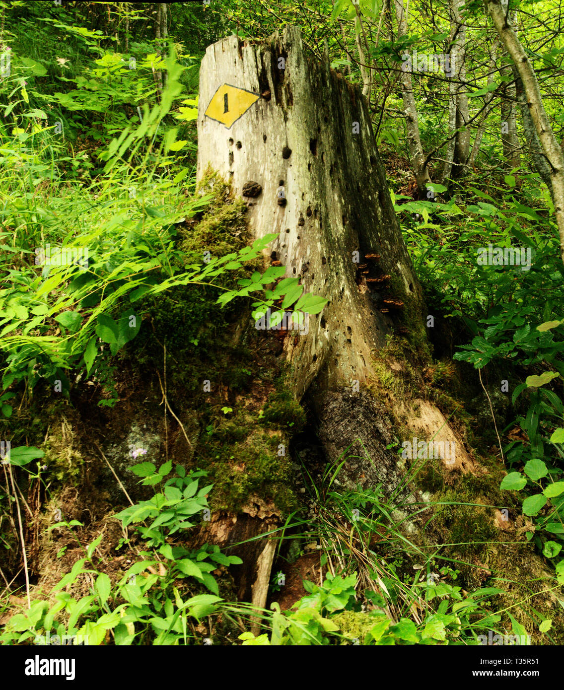 Dead wood in the forests of Neuchastel, French Switzerland Stock Photo ...