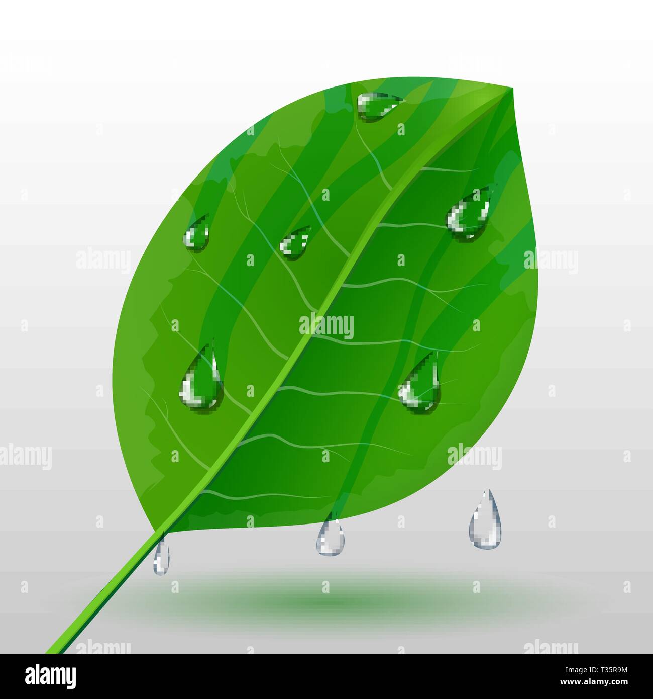 Green leave with water drops, eco concept, spring fresh, vector ...