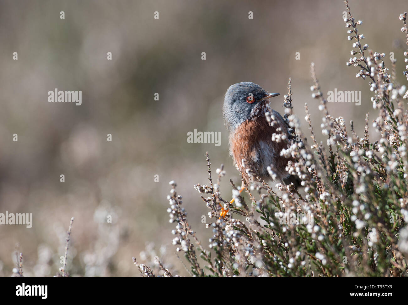 British warblers hi-res stock photography and images - Alamy