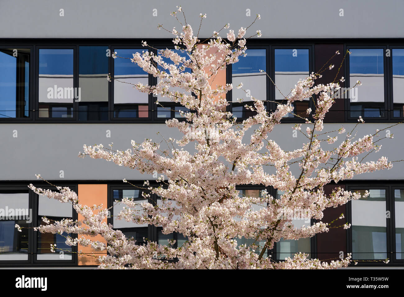 Spring blossom sakura cherry tree in inner yard of modern office ...