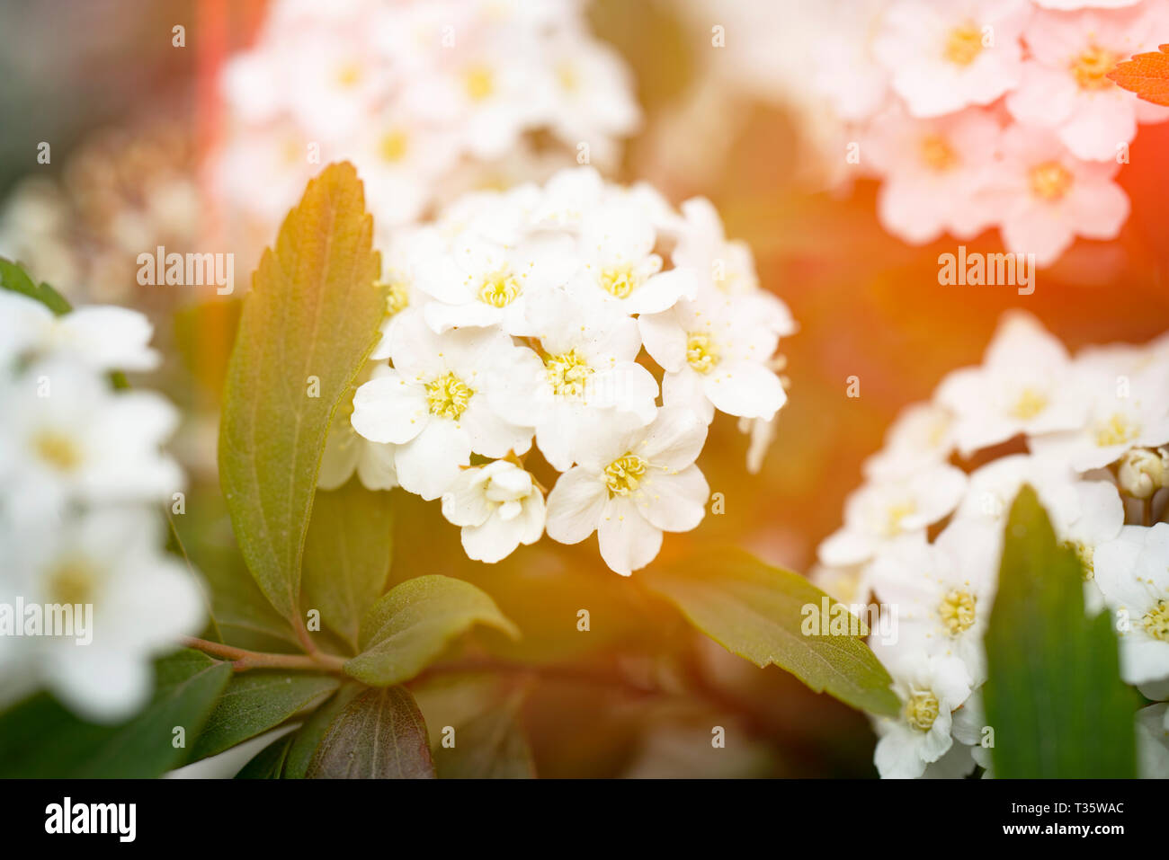 Spirea, Vanhouttei, Bridal Wreath, Snow Storm, Snow White, Snowmound ...