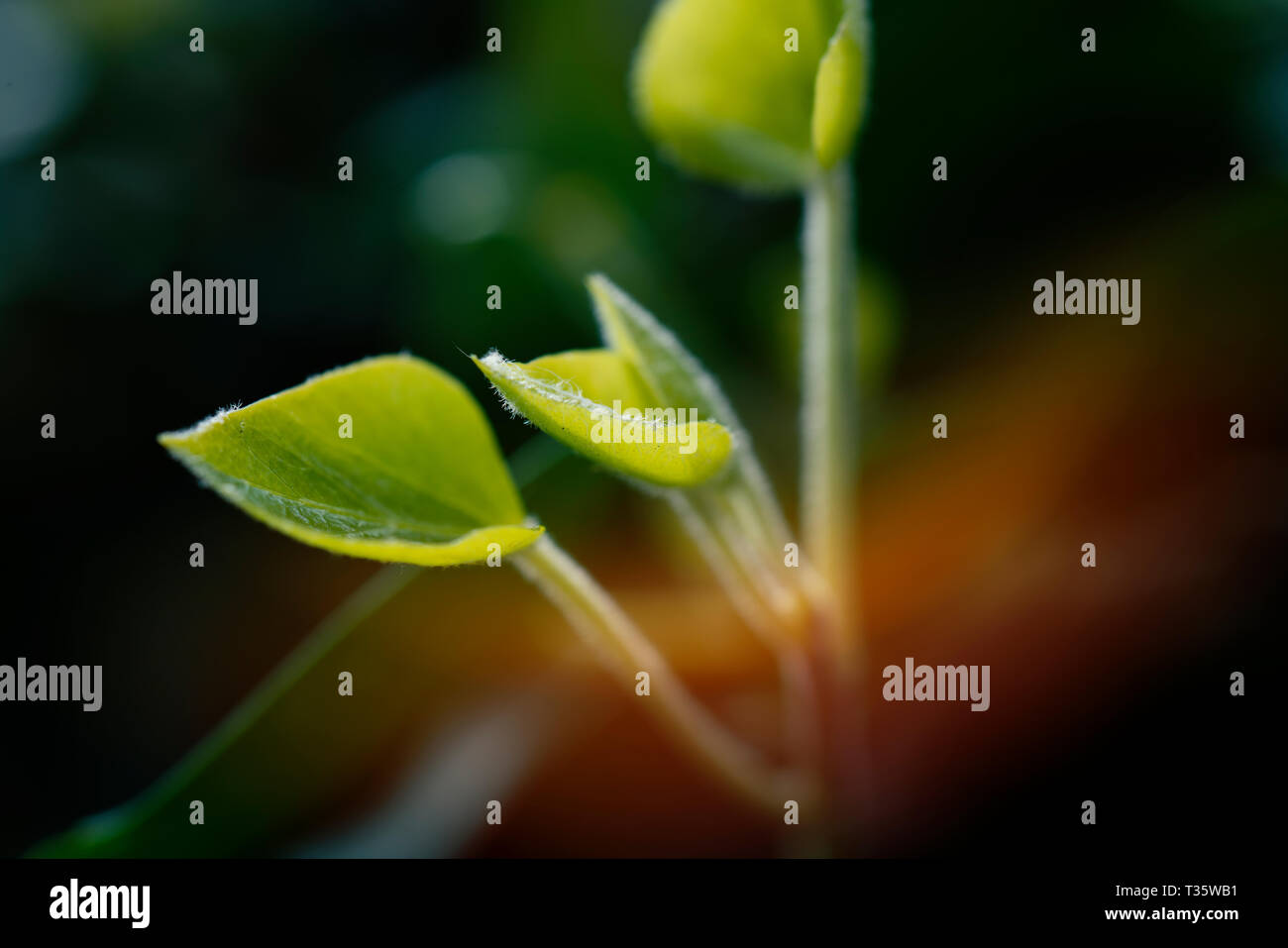 Young plant growing in sunshine hi-res stock photography and images - Alamy