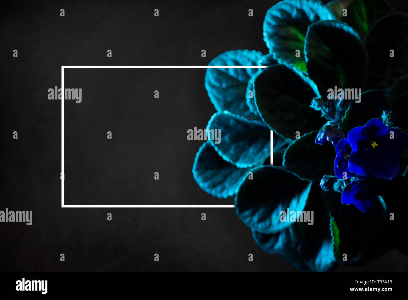 violet flower with leaves in a pot, illuminated by colored neon on a ...