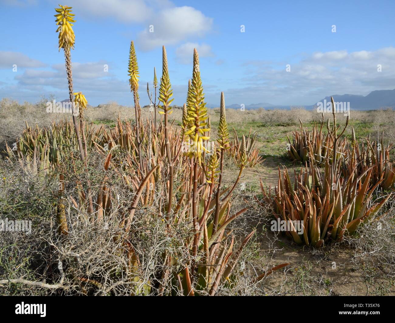 Wild aloe vera hi-res stock photography and images - Alamy