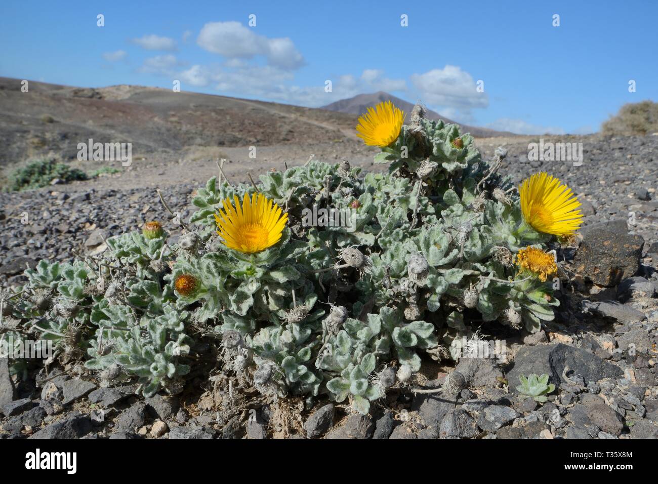 Pulicaria canariensis hi-res stock photography and images - Alamy