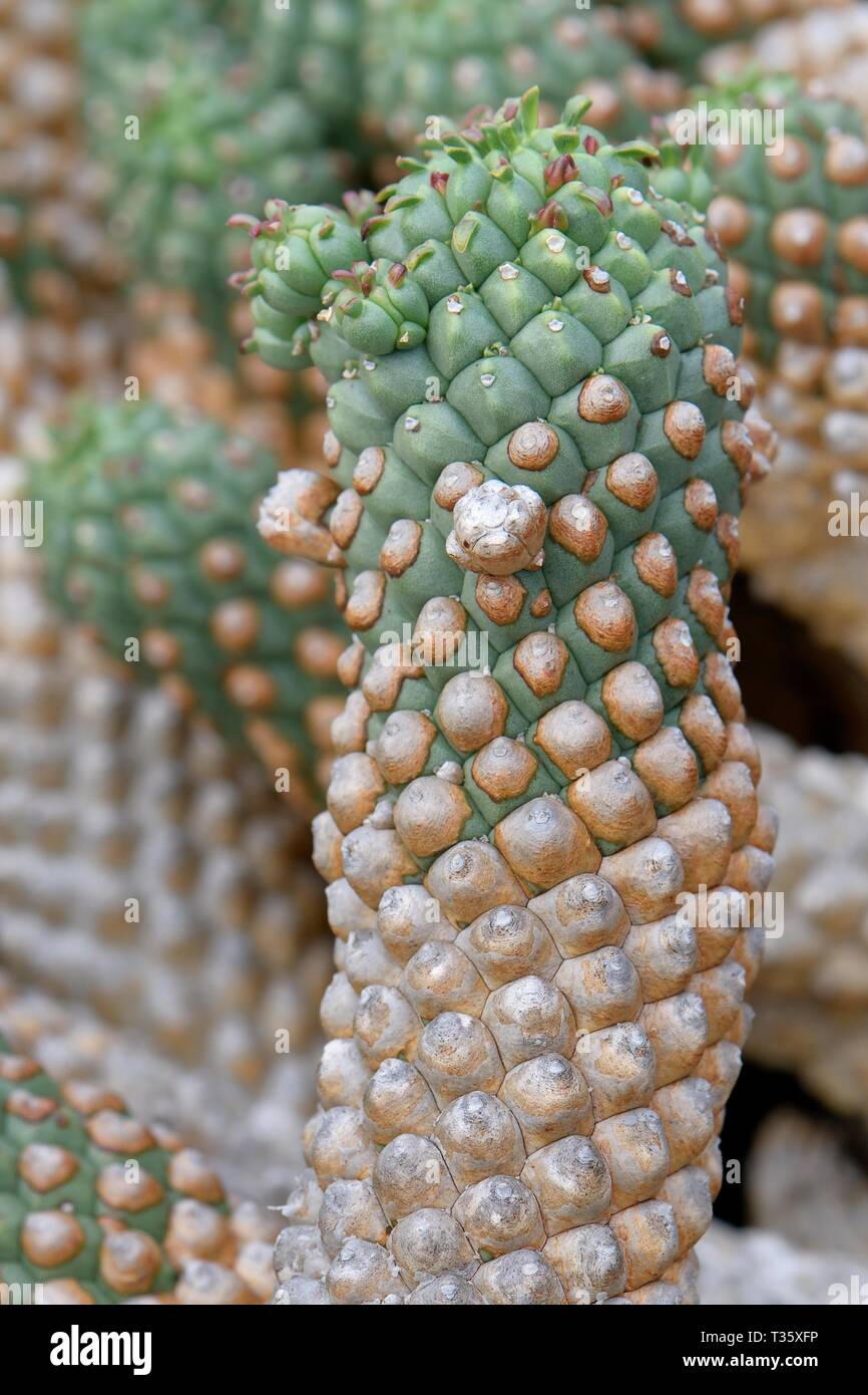 Euphorbia caput medusae hi-res stock photography and images - Alamy