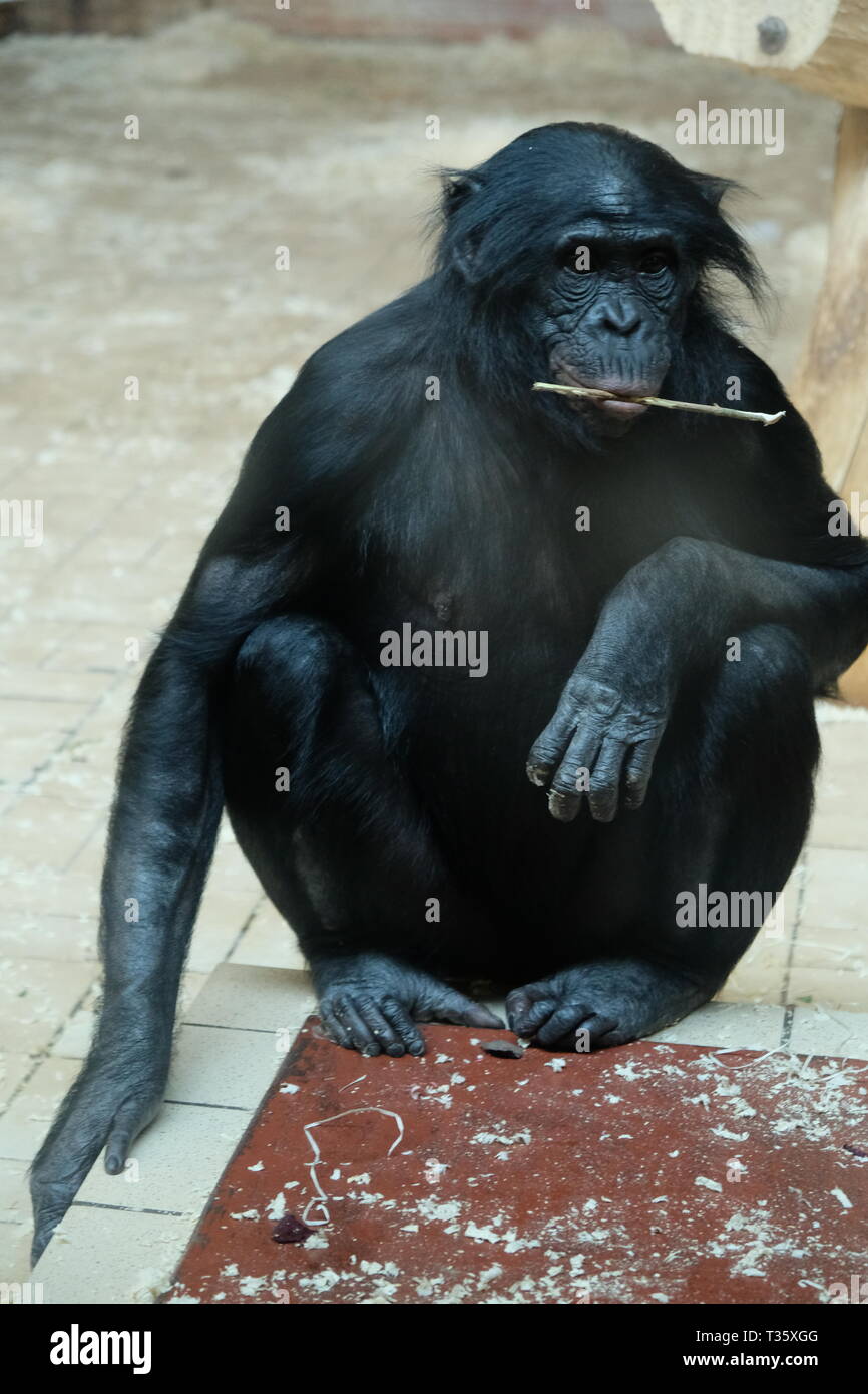 Bonobo with stick in his mouth hi-res stock photography and images - Alamy