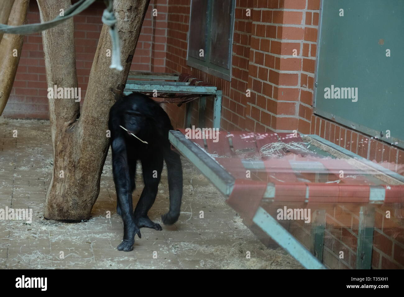 Animals bonobo hi-res stock photography and images - Alamy