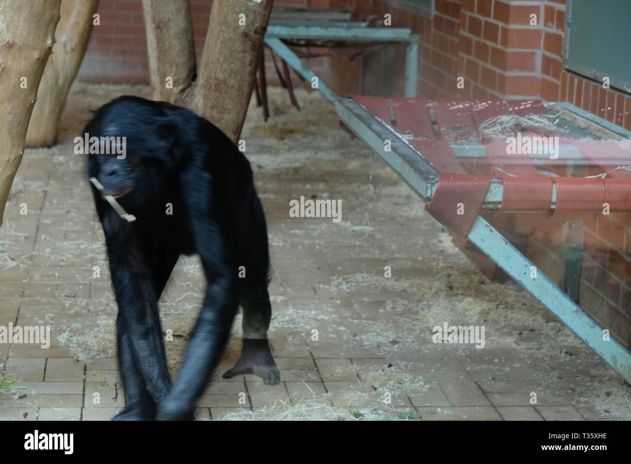Bonobos at the Twycross ZOO Stock Photo - Alamy