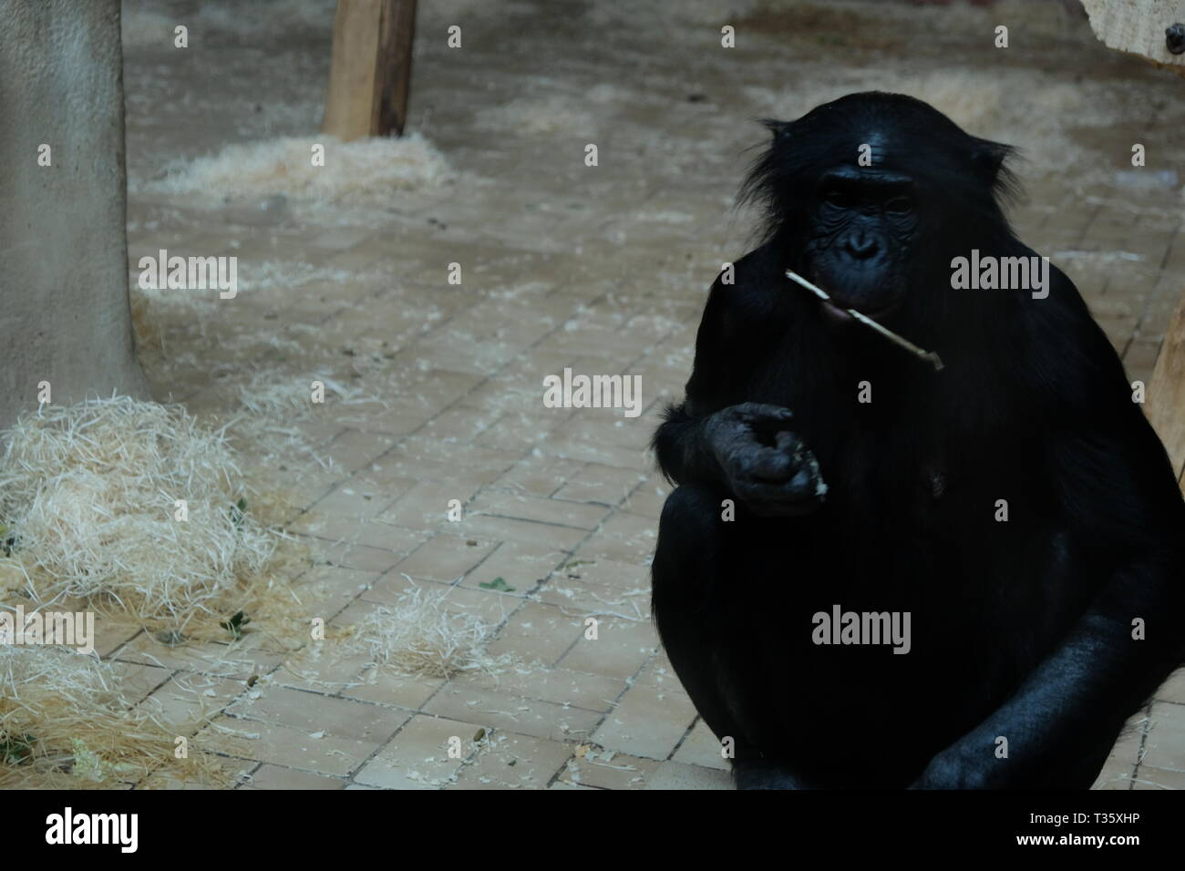 Bonobos at the Twycross ZOO Stock Photo - Alamy
