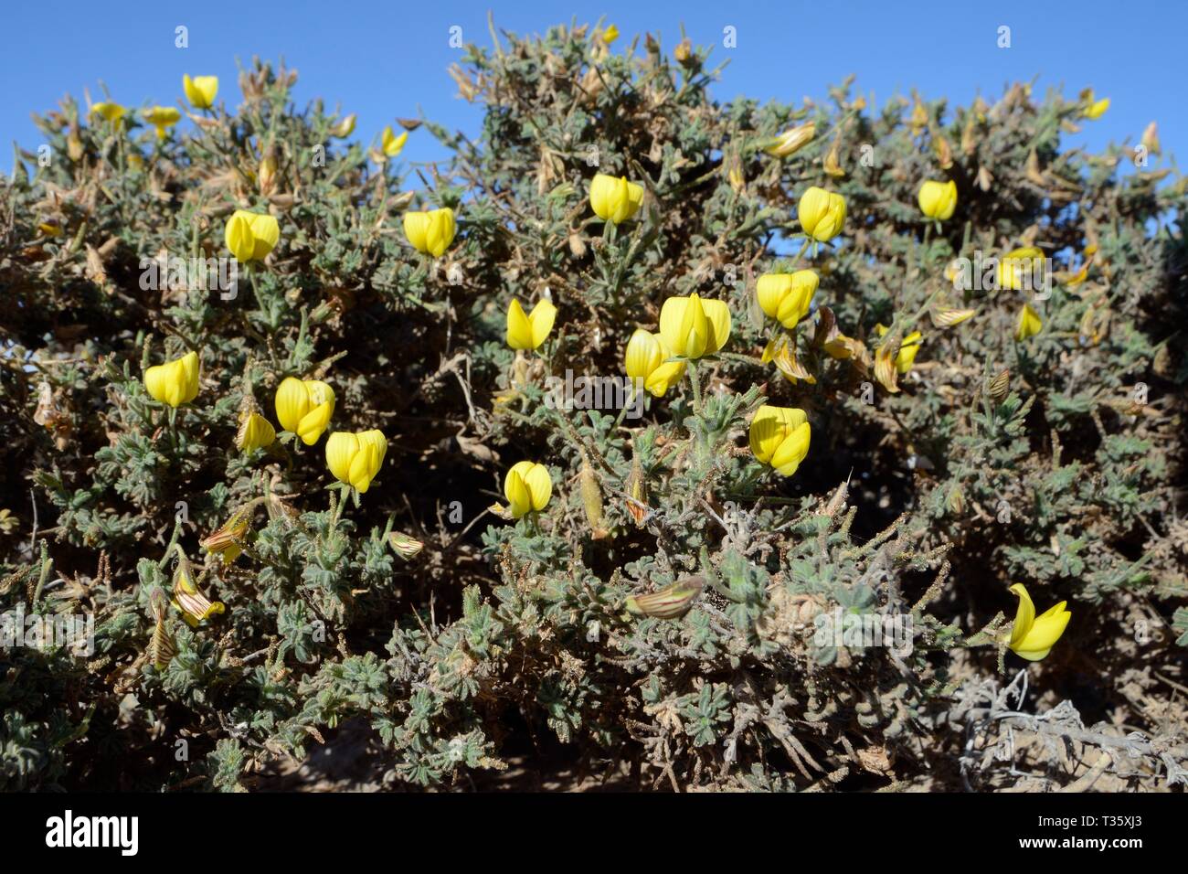 Ononis natrix hesperia hi-res stock photography and images - Alamy