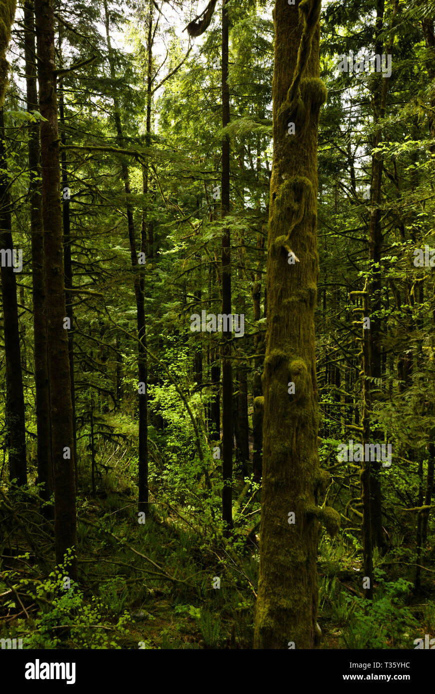 A mossy forest scene at Davis Lake Provincial Park in Mission, British ...