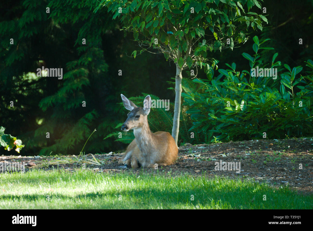 Deer in back yard hi-res stock photography and images - Alamy