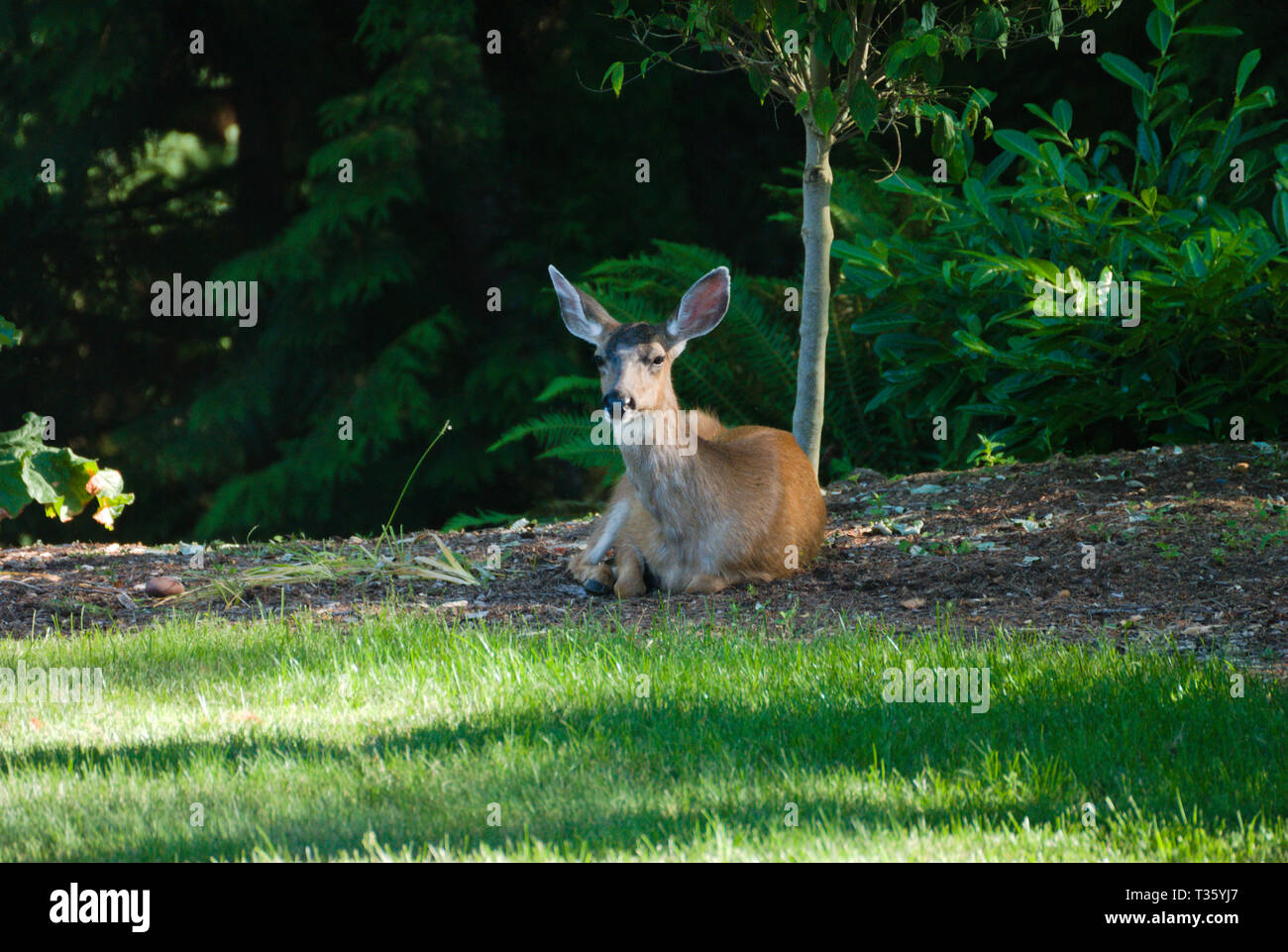 Deer in back yard hi-res stock photography and images - Alamy