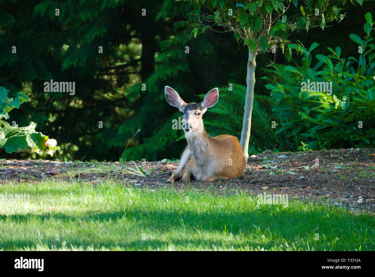 Surrey wildlife hi-res stock photography and images - Alamy