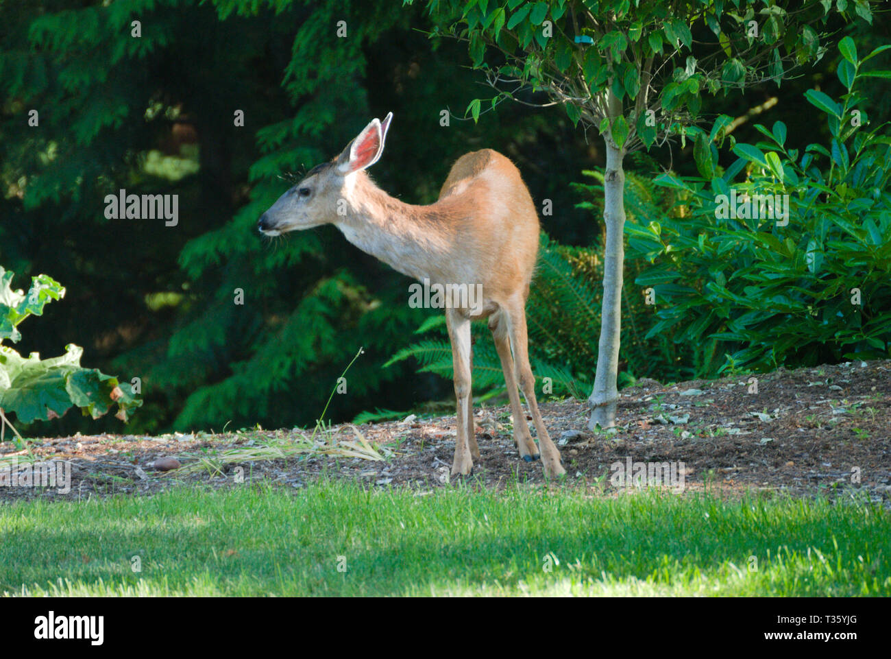 Columbia black tailed deer hi-res stock photography and images - Alamy